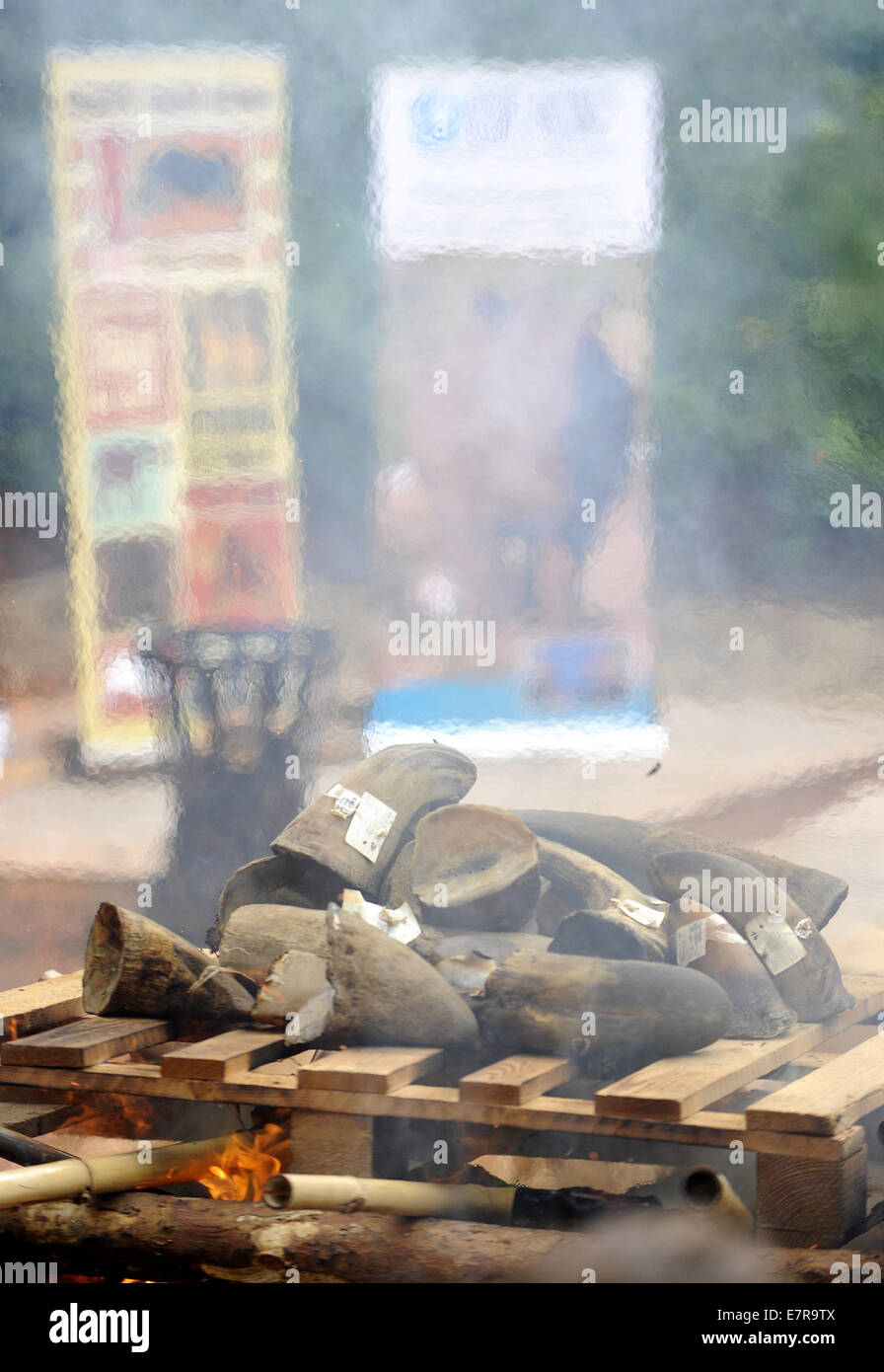 Zoo Dvur Kralove burned around 60 kilograms of rhino horns in Dvur ...