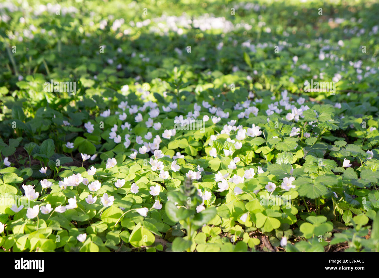 Oxalis acetosella tree hi-res stock photography and images - Alamy