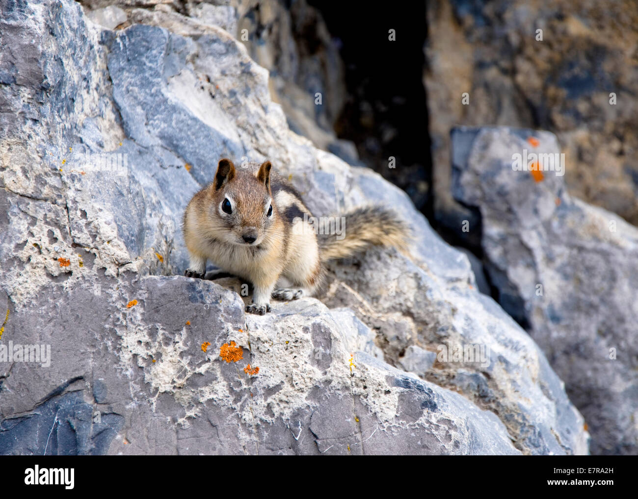 Golden mantled ground squirrel, Banff, Alberta, Canada Stock Photo - Alamy