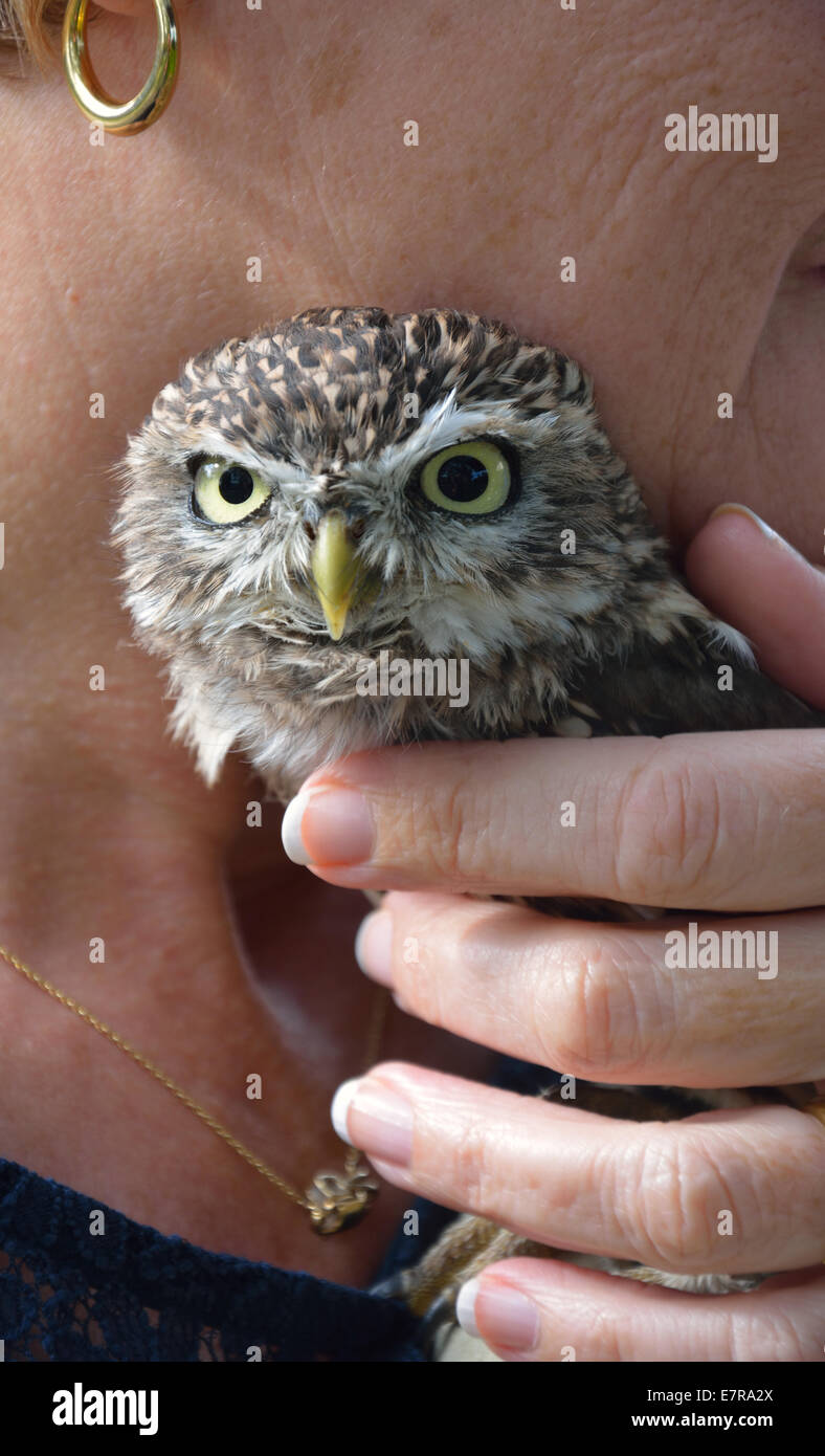 A rescue center Little Owl being comforted by an adult female Stock ...