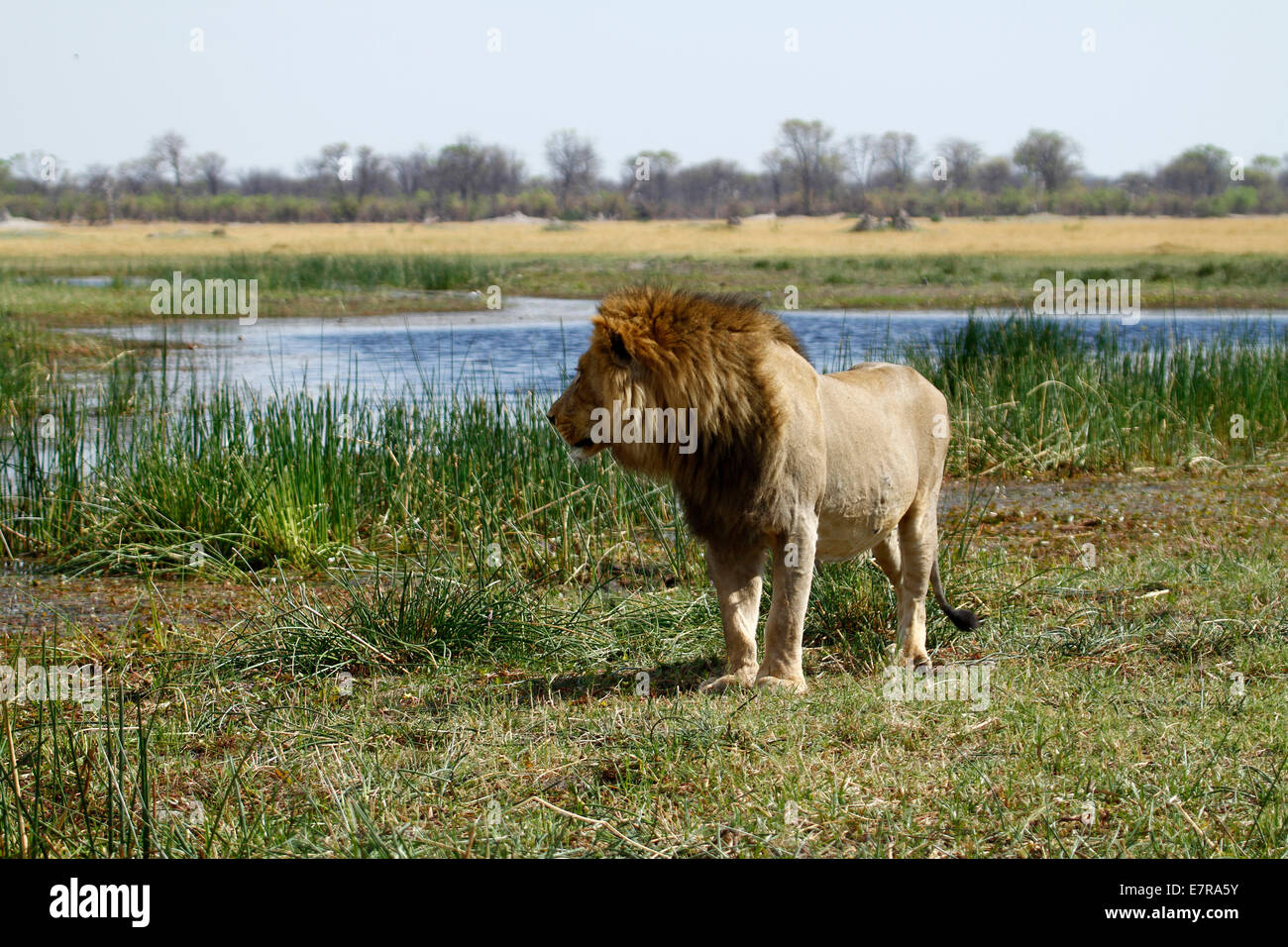 The regal lion, Africa's top & most feared apex predator, magnificent ...