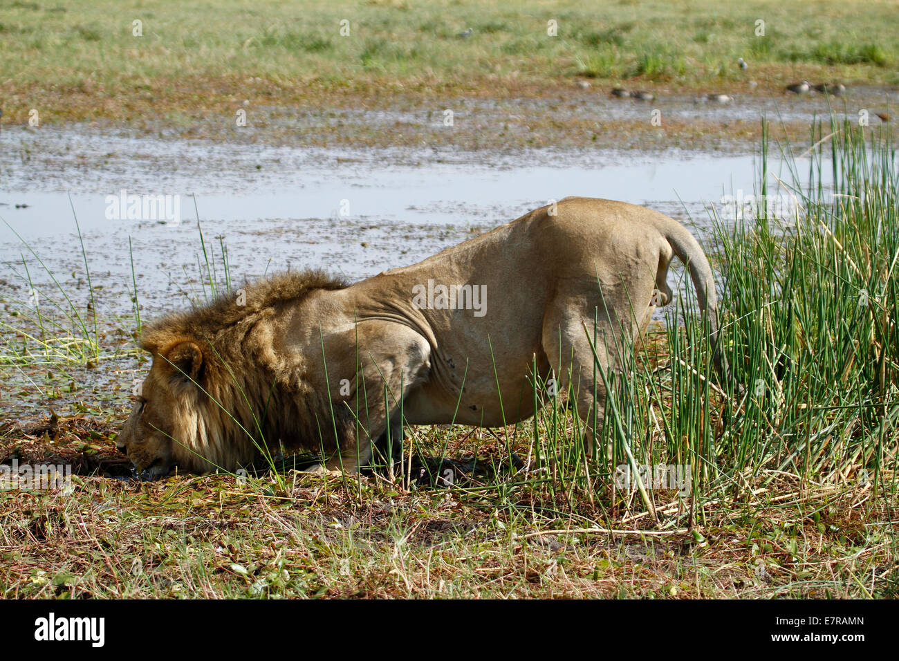 The regal male lion, Africa's top & most feared apex predator. Drinking ...