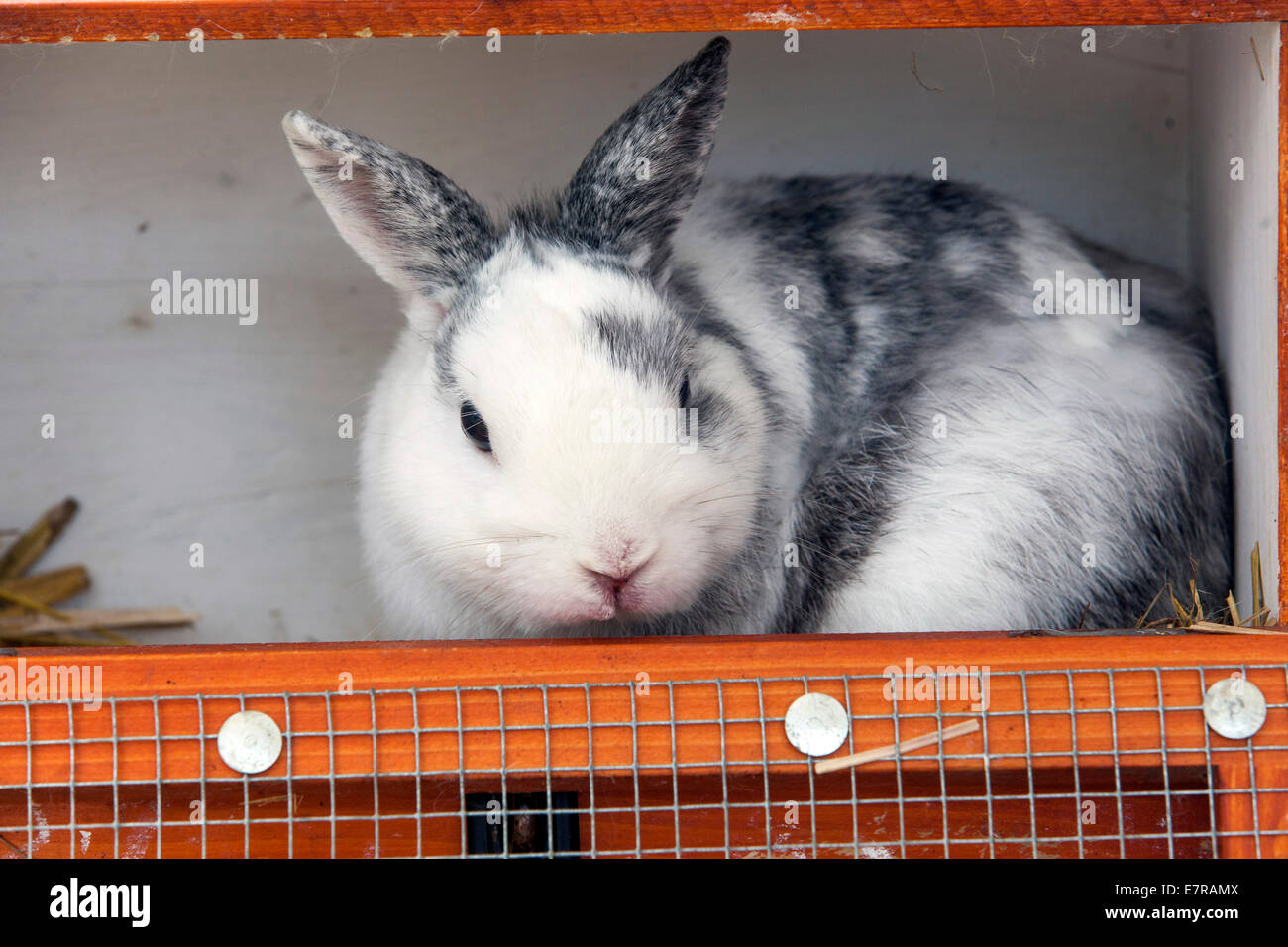 bunny in a box Stock Photo - Alamy