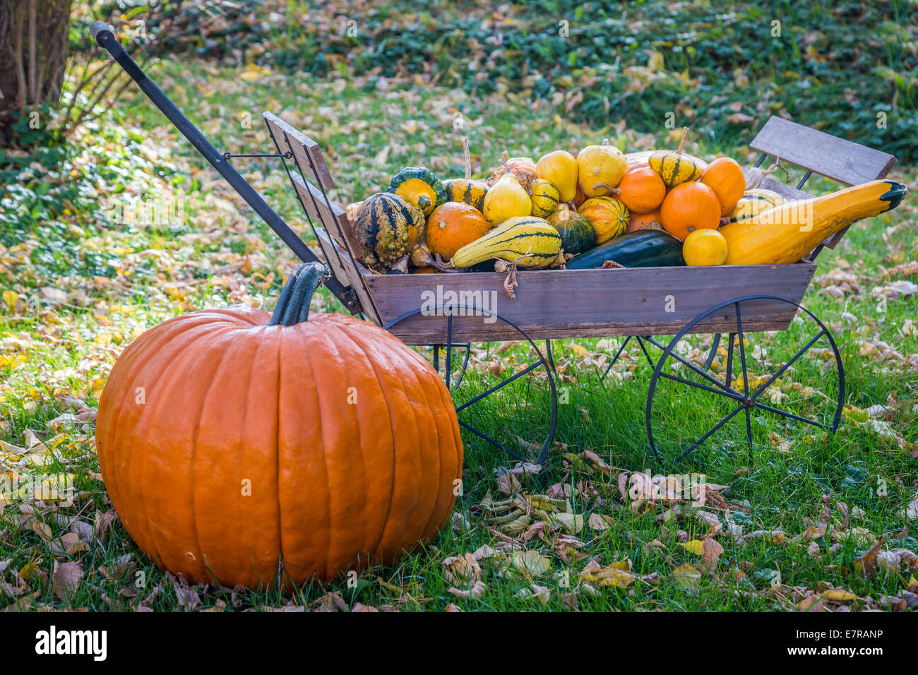 A large pumpkin and a hand cart full of autumn gourds on a leafy lawn ...