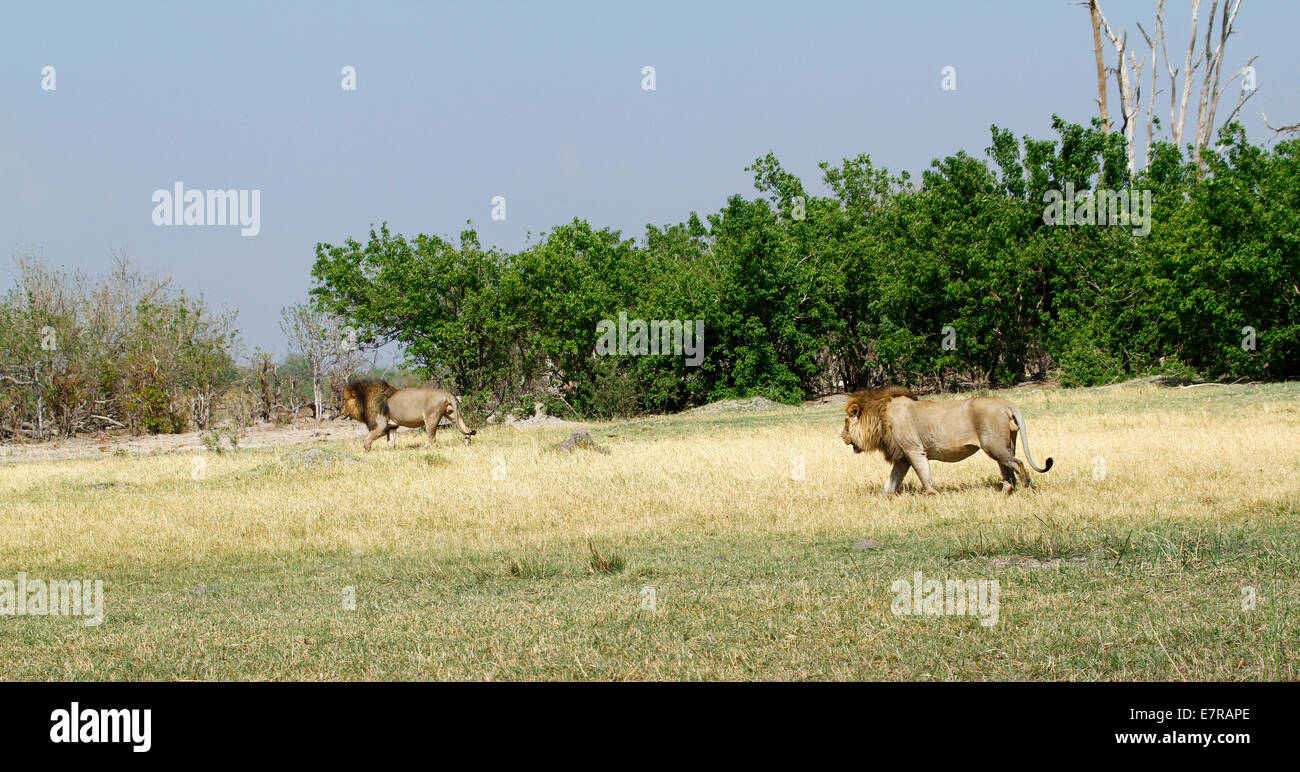 The regal lion, Africa's top & most feared apex predator. Two big male ...