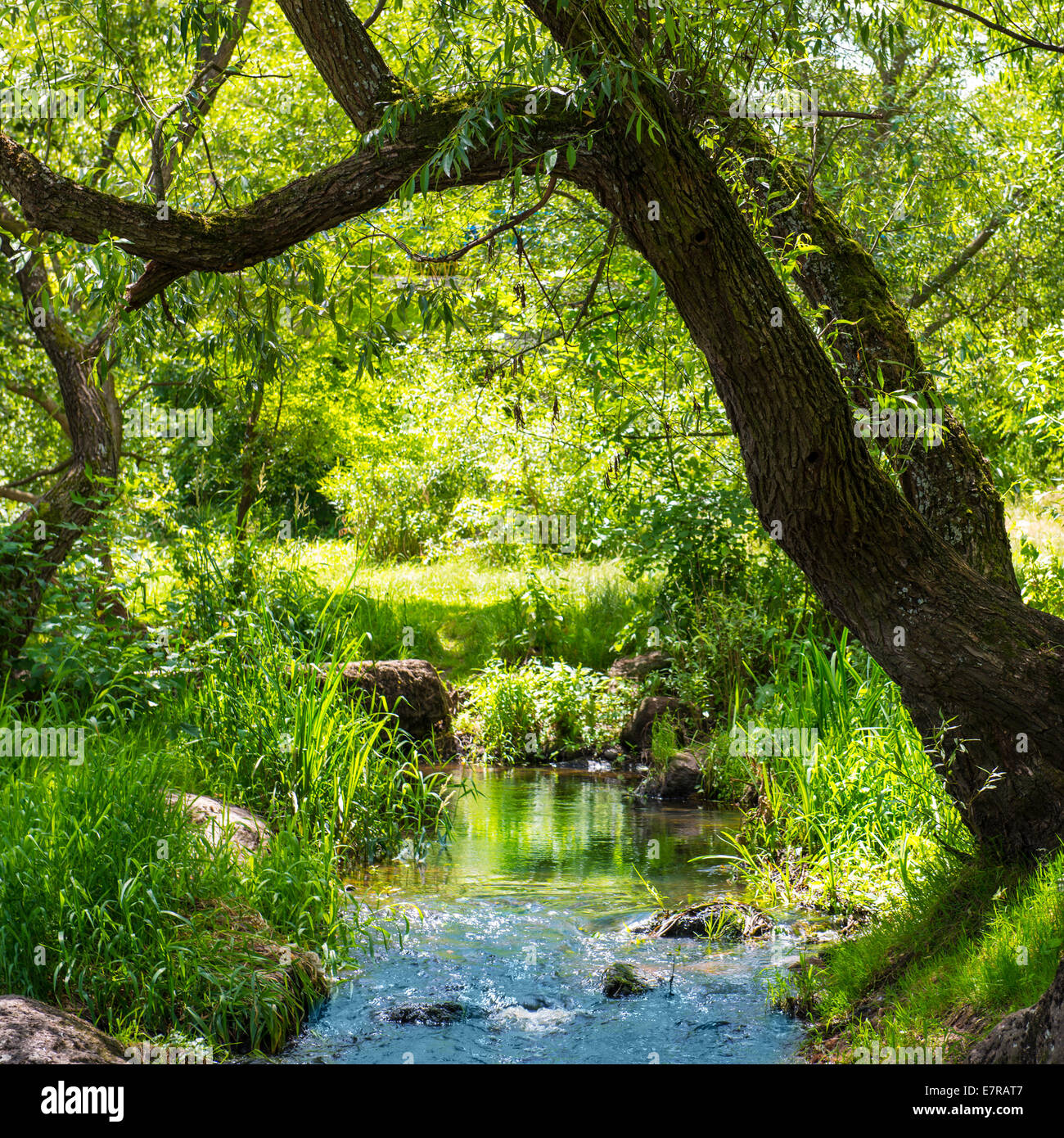 Stream in the tropical forest. Environment sunny landscape Stock Photo ...