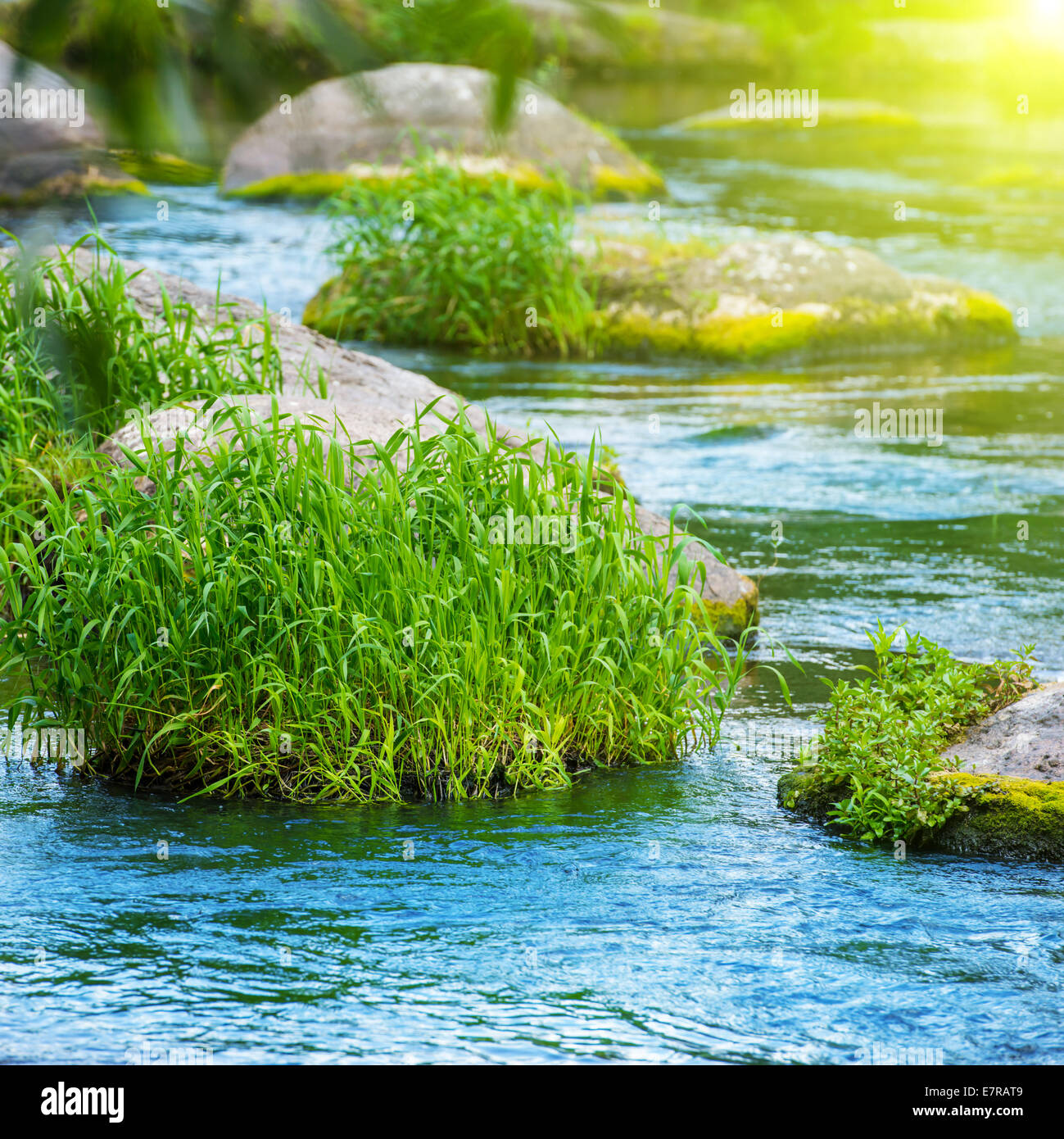 Stream in the tropical forest. Environment sunny landscape with rocks ...