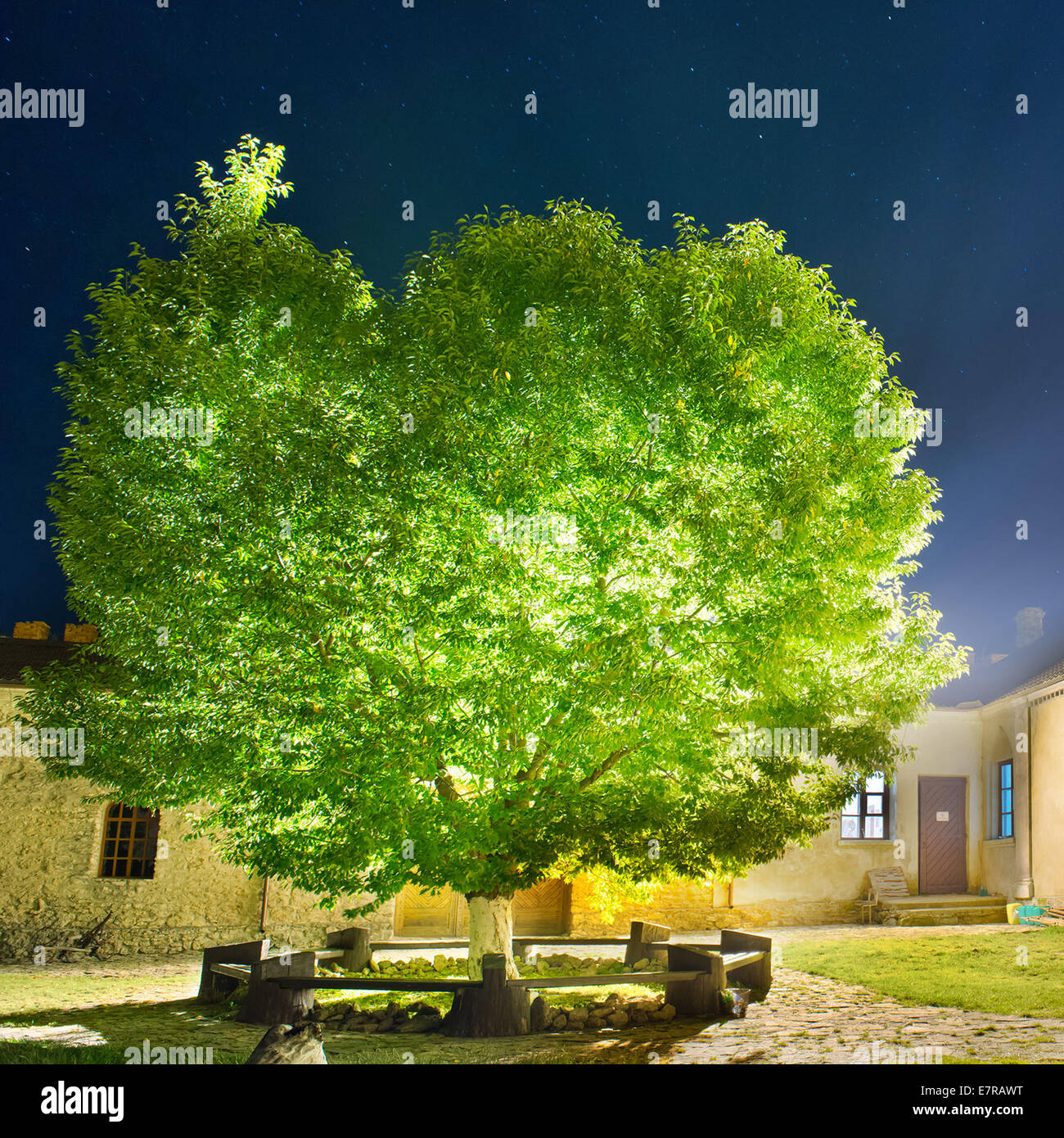 Green glowing tree in the night park under sky with many stars Stock ...