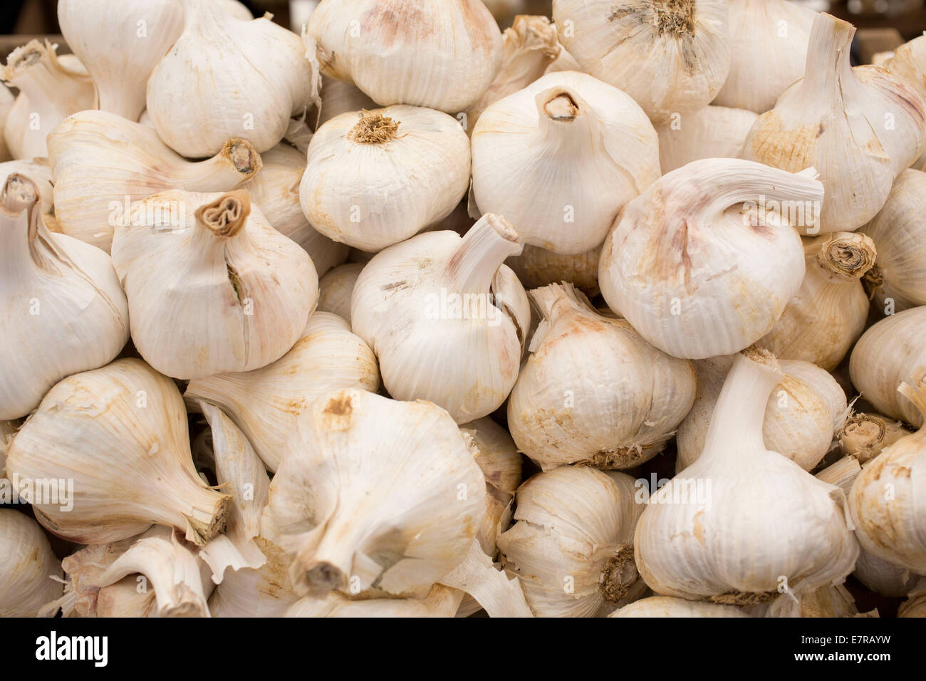 The Isle of Wight Garlic Festival, Newchurch, near Sandown, Isle of ...