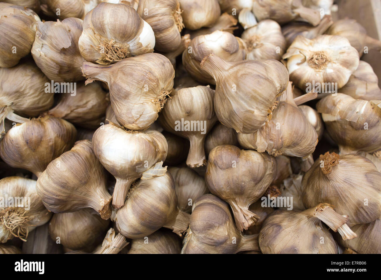 Garlic festival isle of wight hi-res stock photography and images - Alamy