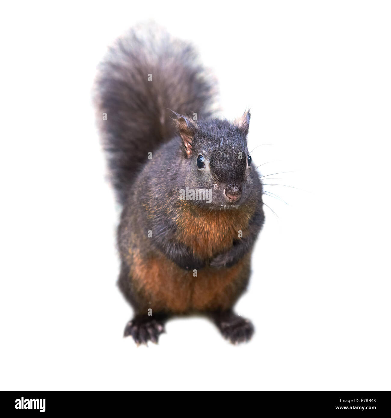 Pretty black squirrel isolated on white background Stock Photo - Alamy