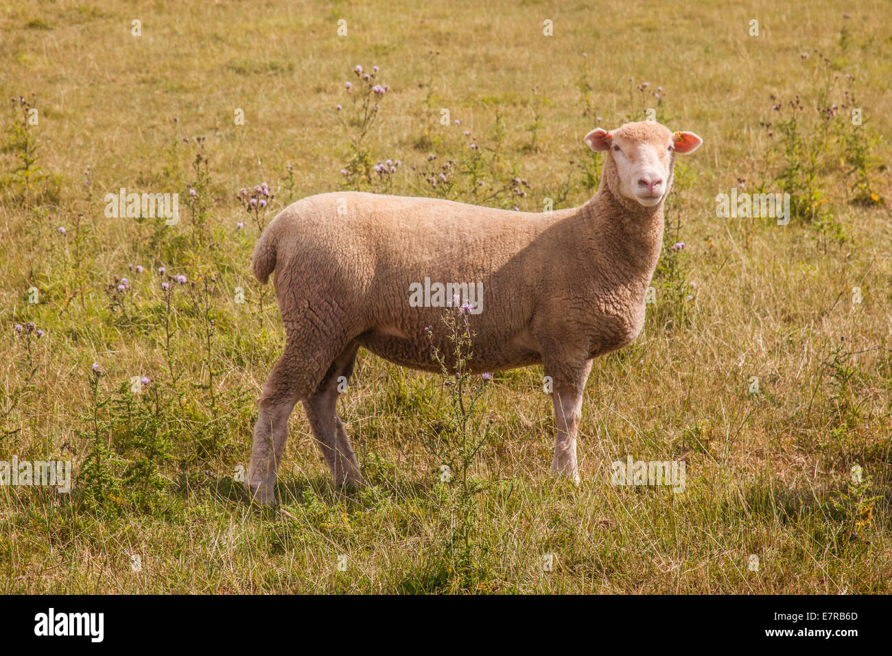 Poll dorset sheep hi-res stock photography and images - Alamy
