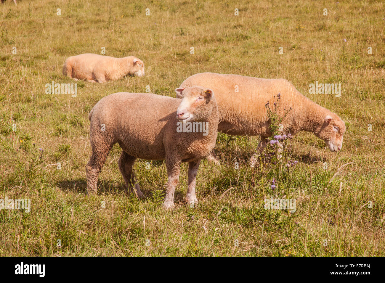 Poll Dorset sheep, Hope Cove, South Devon, England, United Kingdom ...