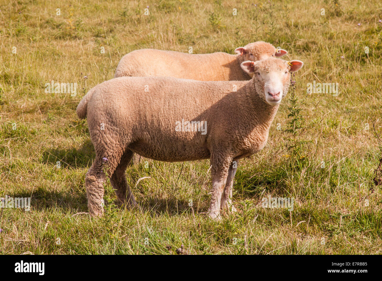 Poll Dorset sheep, Hope Cove, South Devon, England, United Kingdom ...