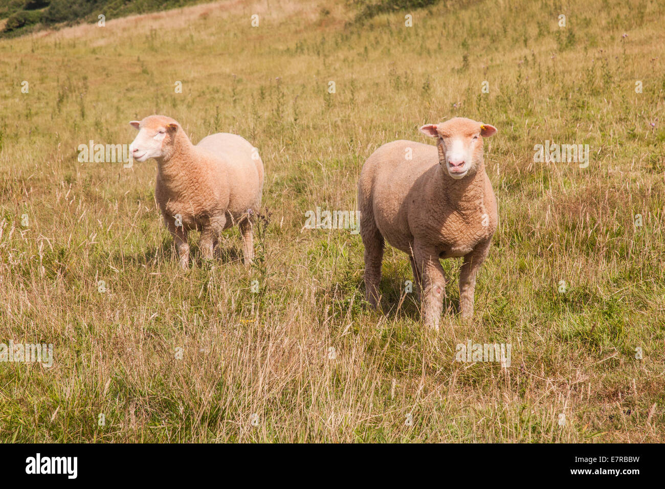 Poll Dorset sheep, Hope Cove, South Devon, England, United Kingdom ...