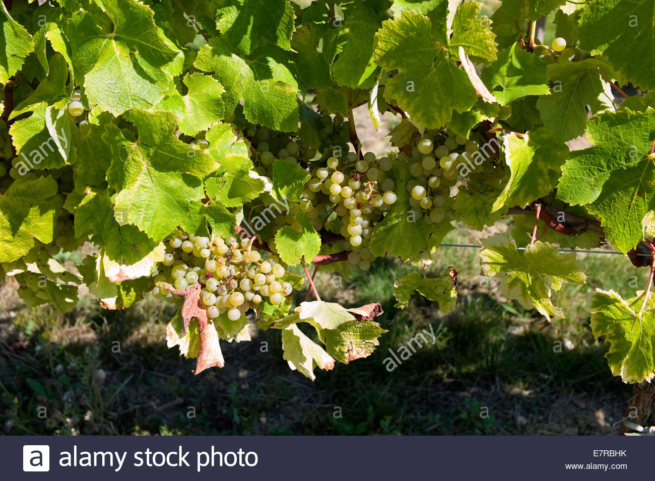 Botrytis Cinerea High Resolution Stock Photography and Images - Alamy