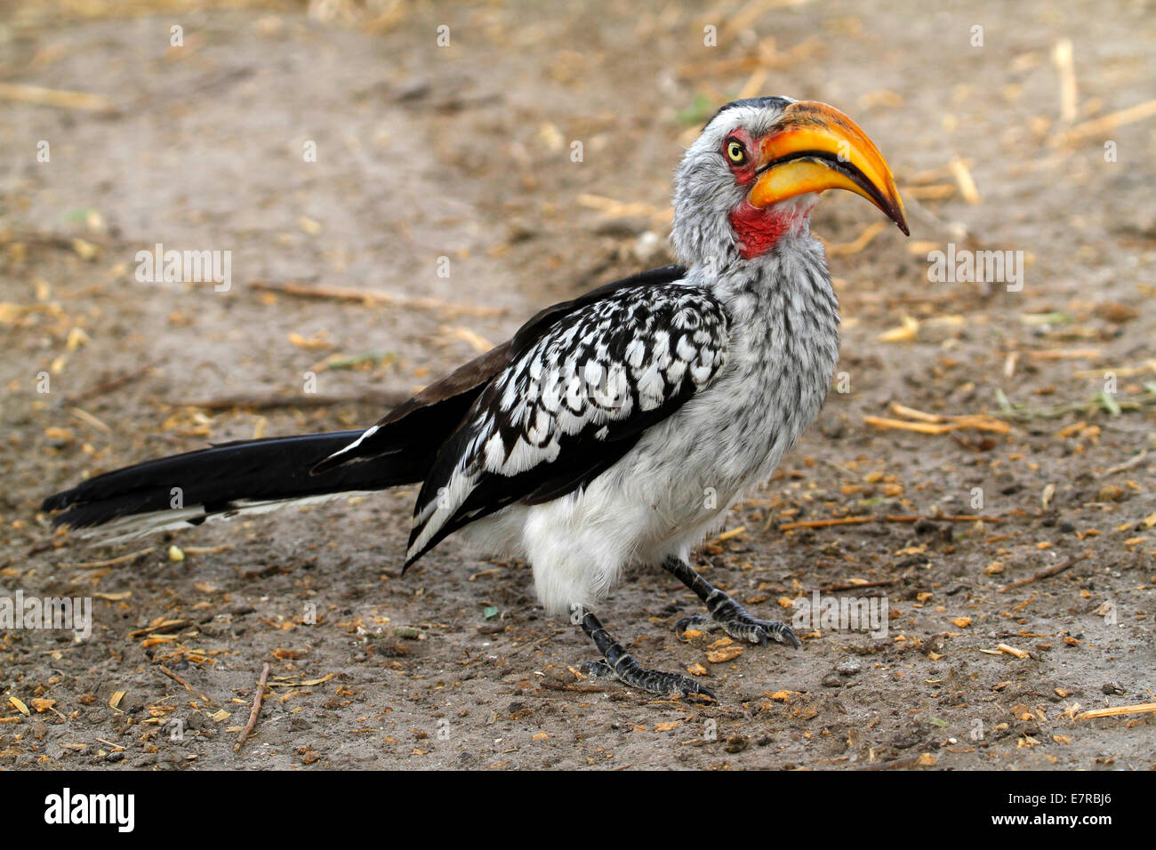 Southern Yellow-billed Hornbill, very common native bird to Africa ...