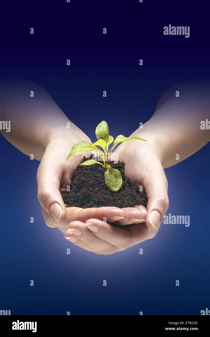 baby sprout in a hand Stock Photo - Alamy