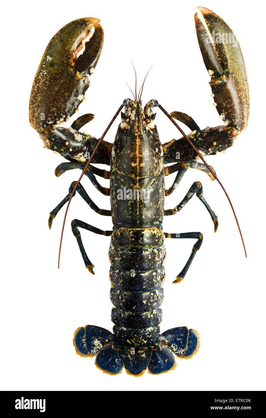 Lobster fish hi-res stock photography and images - Alamy