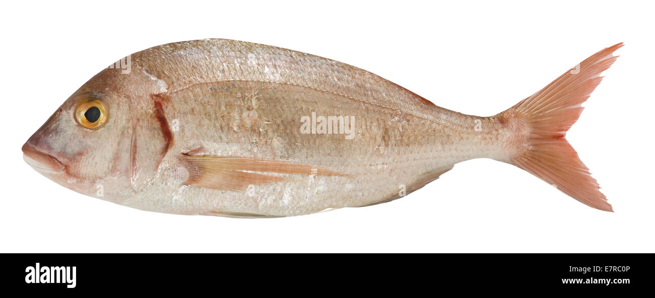 Red Sea Bream Stock Photos & Red Sea Bream Stock Images - Alamy