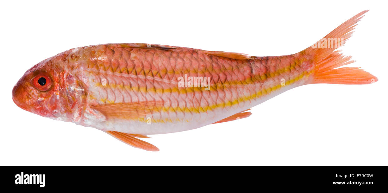 Mullet hi-res stock photography and images - Alamy