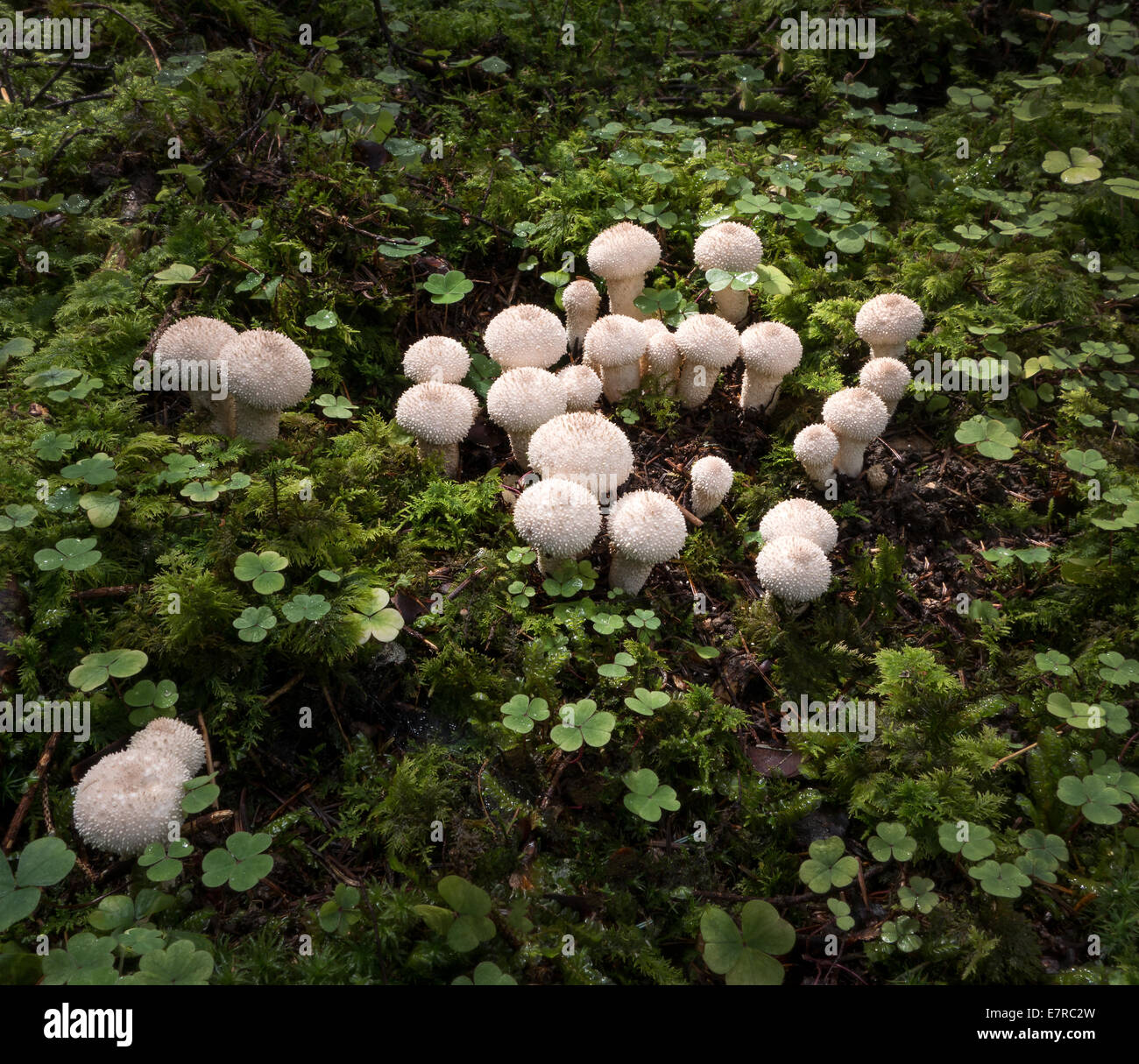 Group of common puffballs - lycoperdon perlatum Stock Photo - Alamy