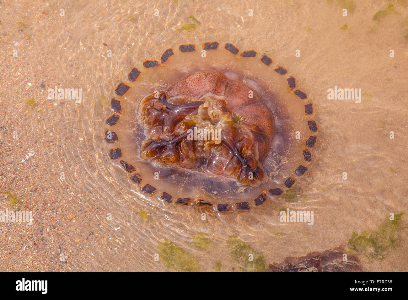 Compass jellyfish or Chrysaora hysocella jellyfish, Hope Cove, Devon ...