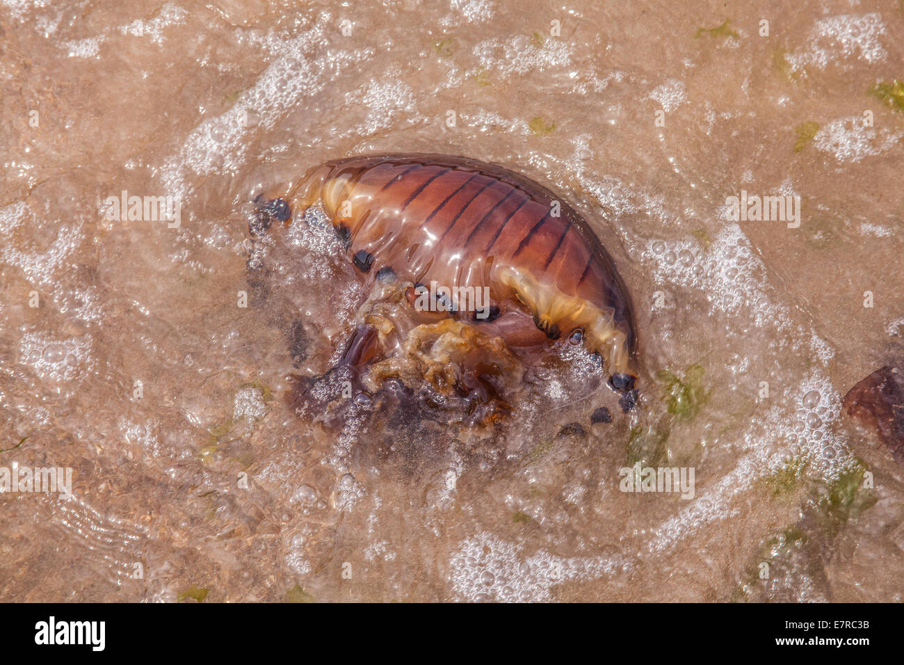 Compass jellyfish or Chrysaora hysocella jellyfish, Hope Cove, Devon ...