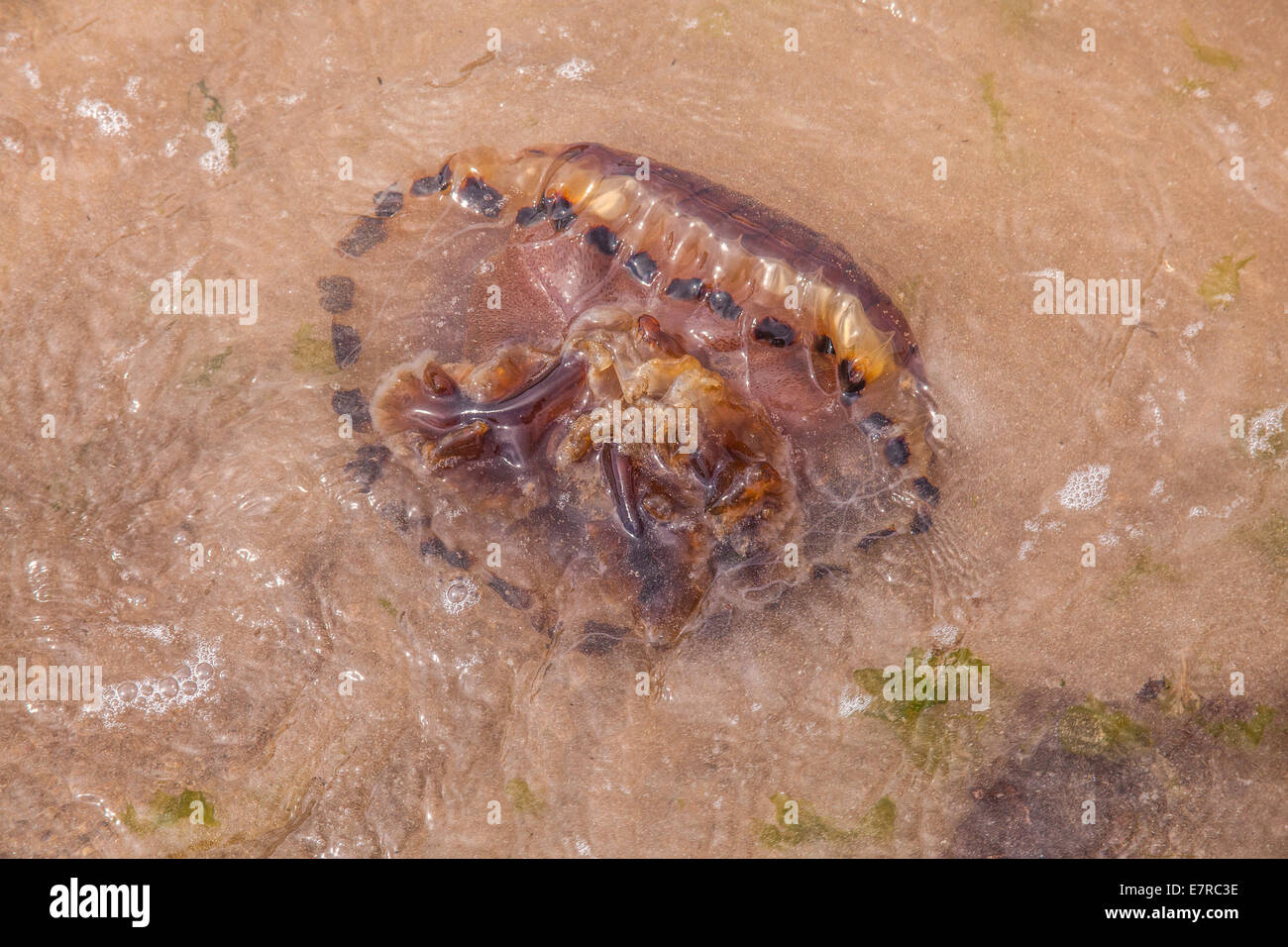 Compass cove devon hi-res stock photography and images - Alamy