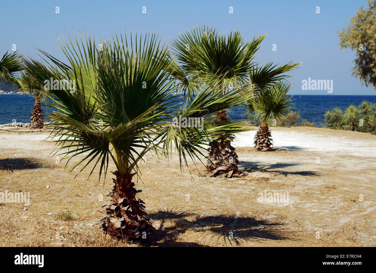 Sea coast with palm tree, Zakynthos island, Greece Stock Photo - Alamy
