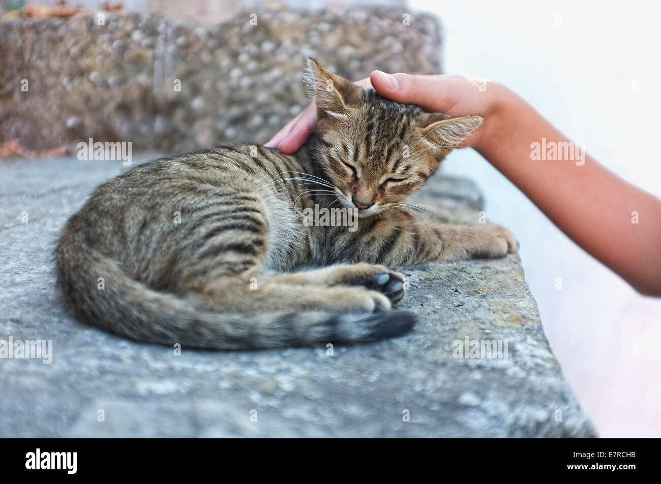Person is petting a cat Stock Photo - Alamy