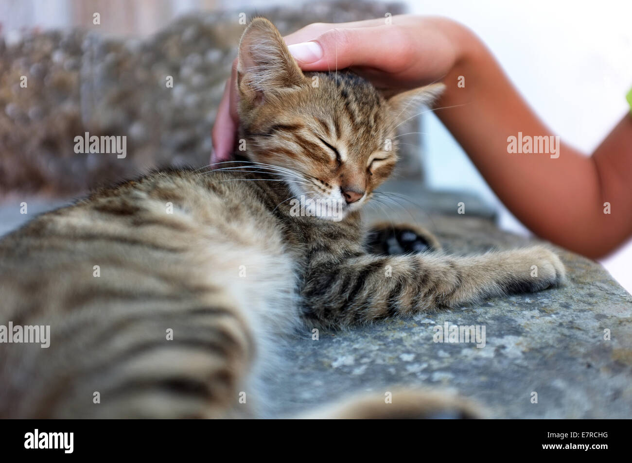 Loving a cat Stock Photo - Alamy