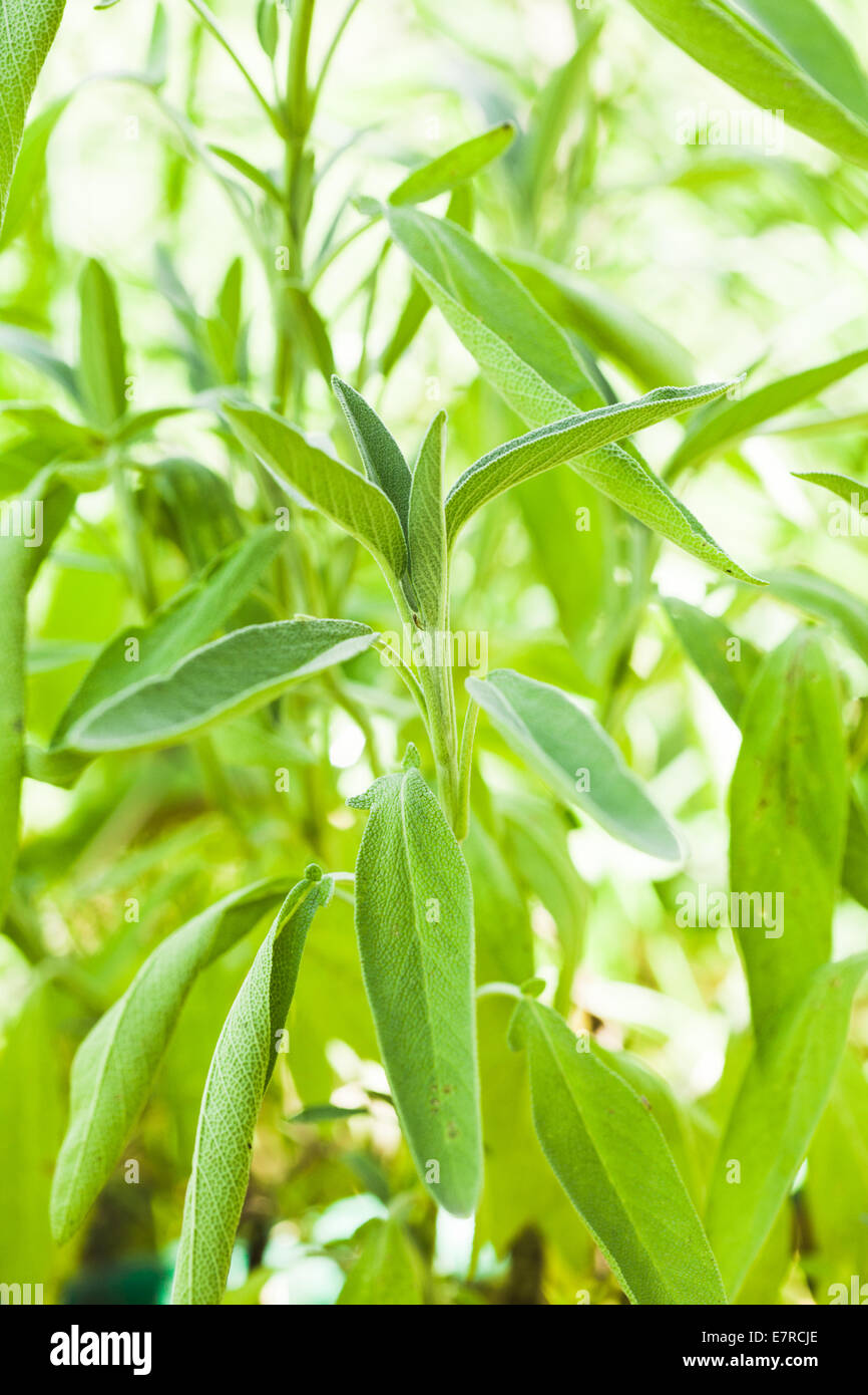 Sage plant in the garde, macro view of leaves Stock Photo - Alamy