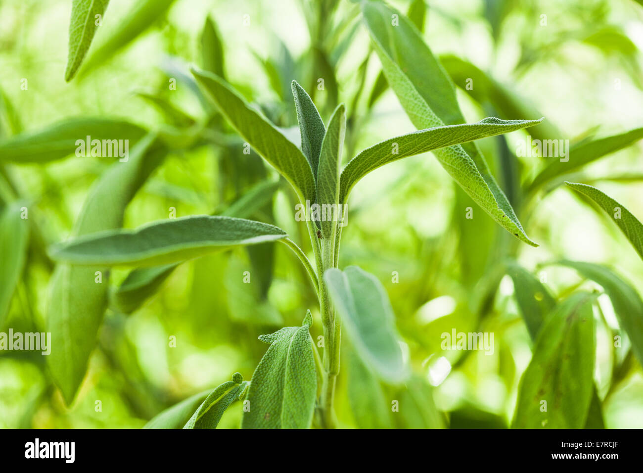 Sage plant in the garde, macro view of leaves Stock Photo - Alamy