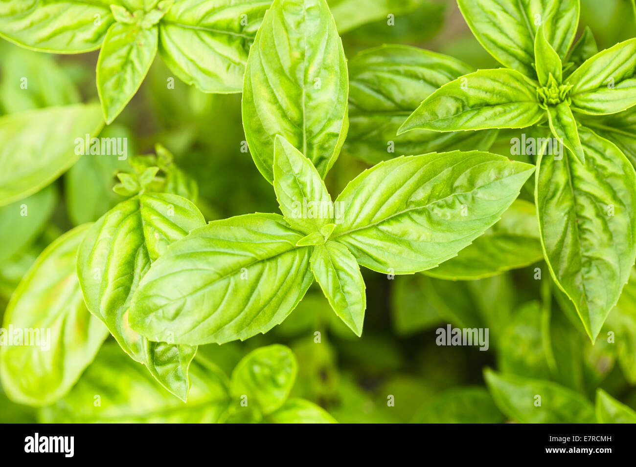 Basil on the bush in the garden Stock Photo - Alamy