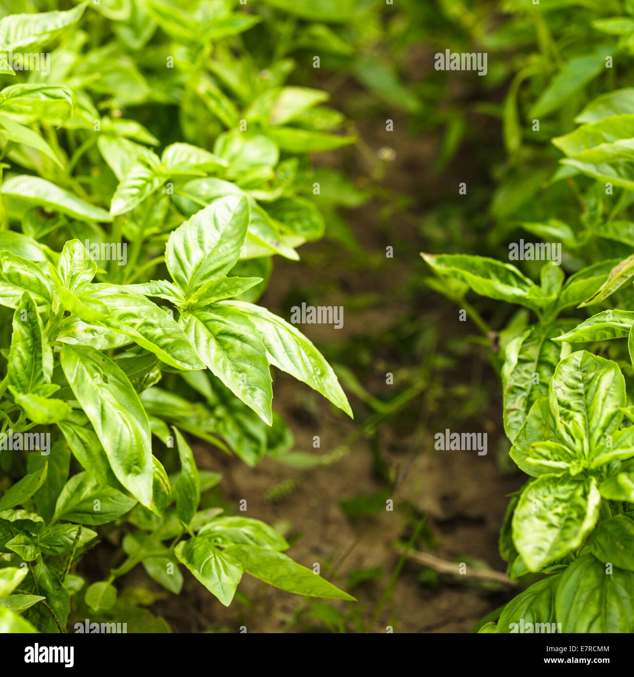 Basil on the bush in the garden Stock Photo - Alamy