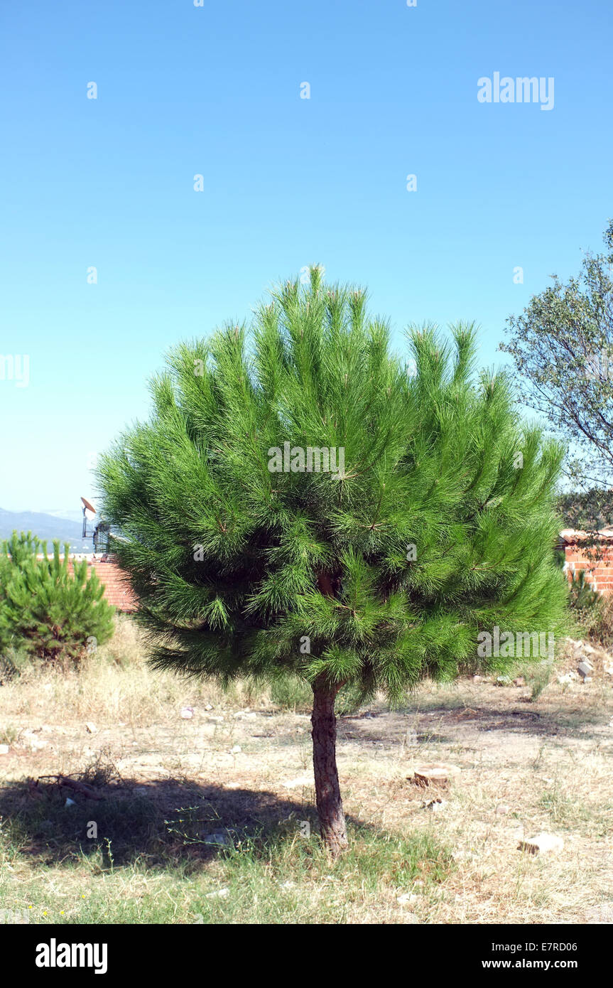 Pine at the field hi-res stock photography and images - Alamy