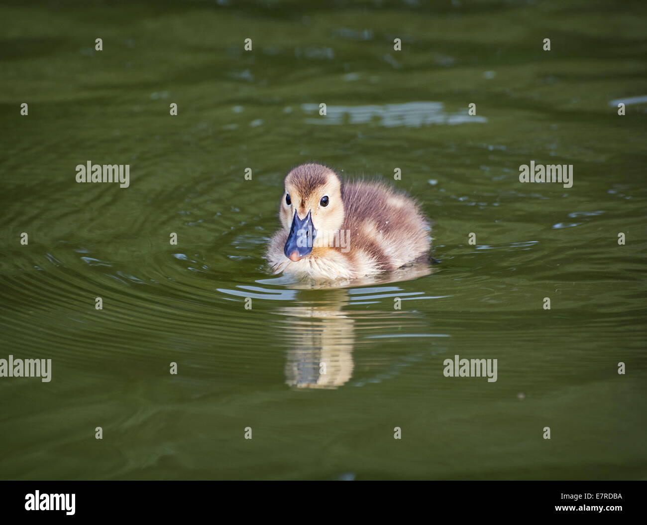 Little duckling learning to swim. Animal theme Stock Photo - Alamy