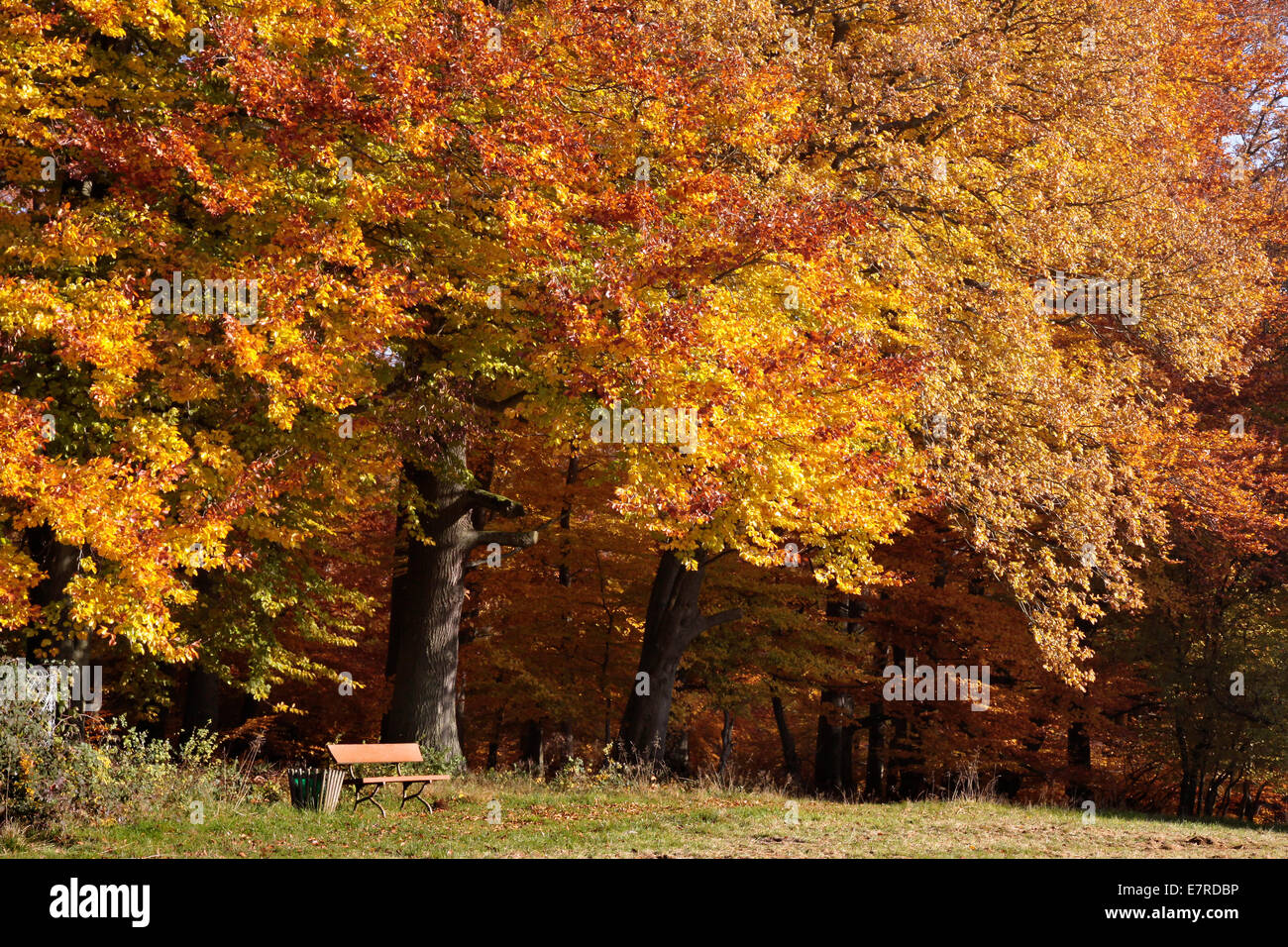 Autumnal beech forest near Engenhahn in the Taunus mountains, Hesse ...