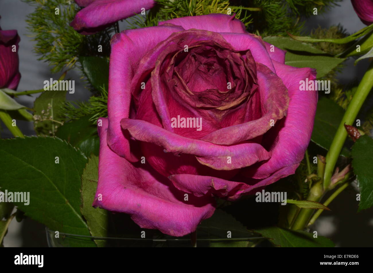 Red rose with leaf hi-res stock photography and images - Alamy