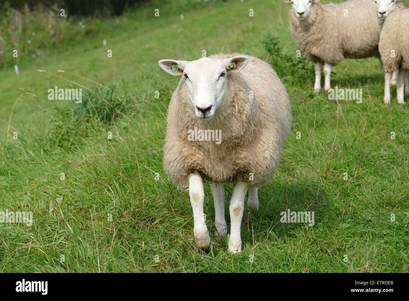 Schapen hi-res stock photography and images - Alamy
