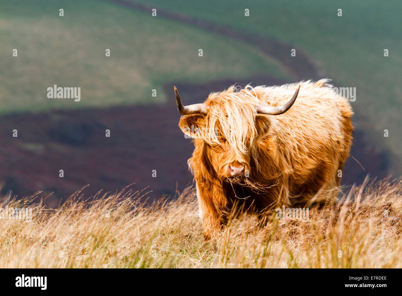 Highland cow eating grass, Exmoor National Park, Somerset, England, UK ...