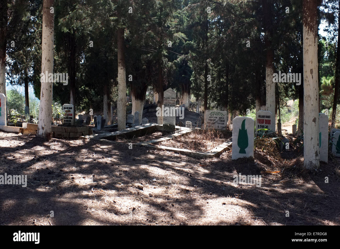 Graveyard with cypress trees Stock Photo - Alamy