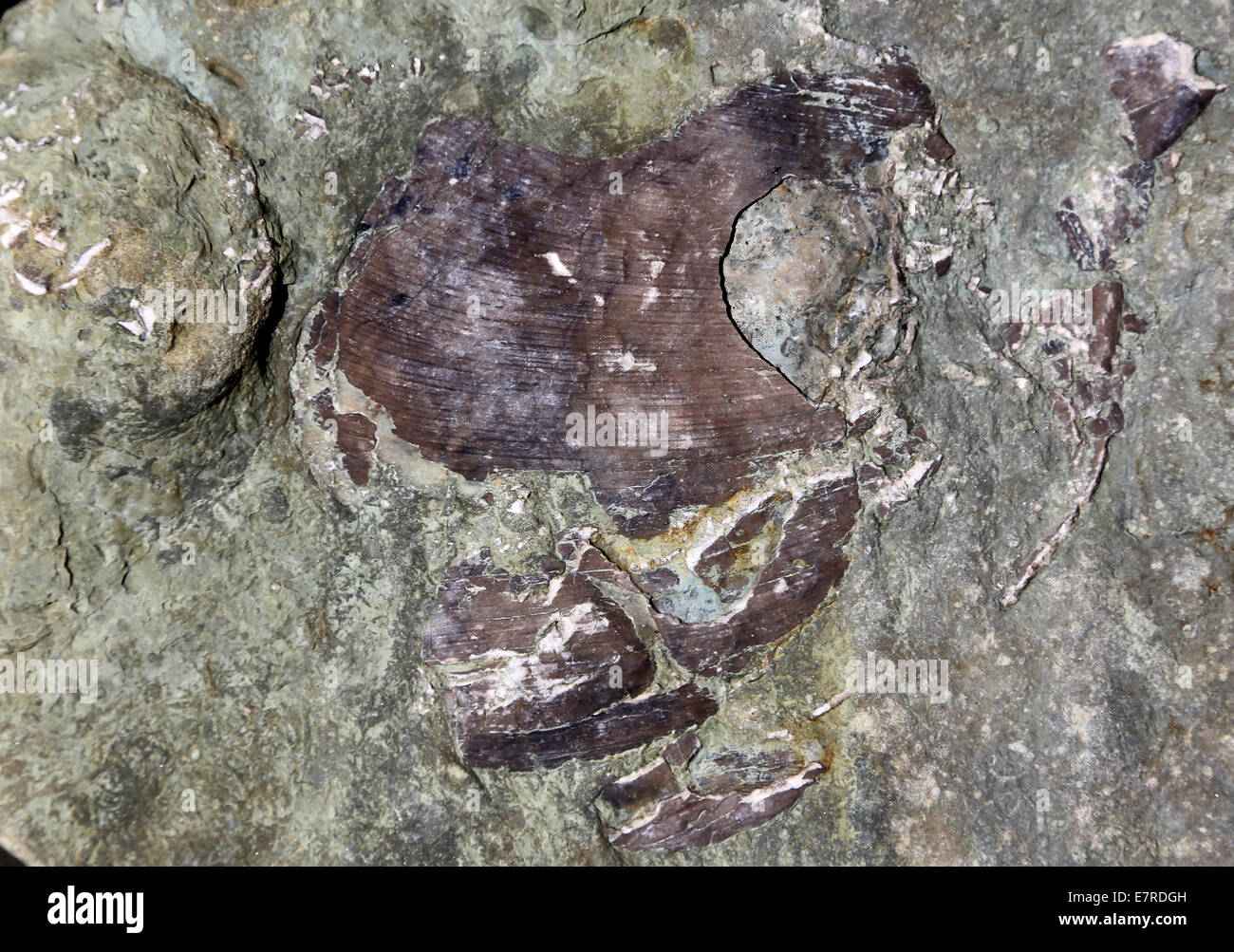 Background rock structure. Preview parts of natural rocks Stock Photo ...