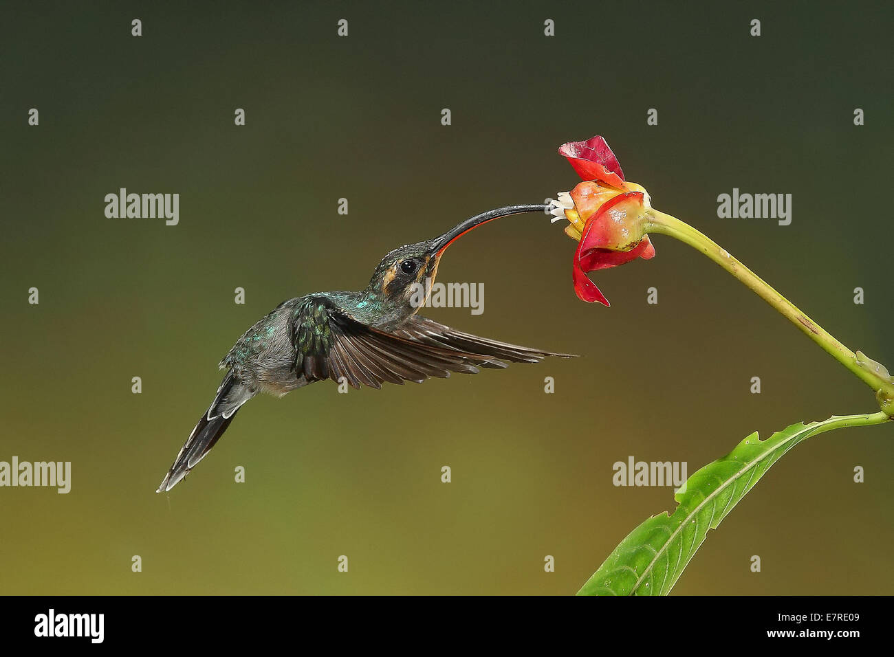 Hummingbird natural hi-res stock photography and images - Alamy