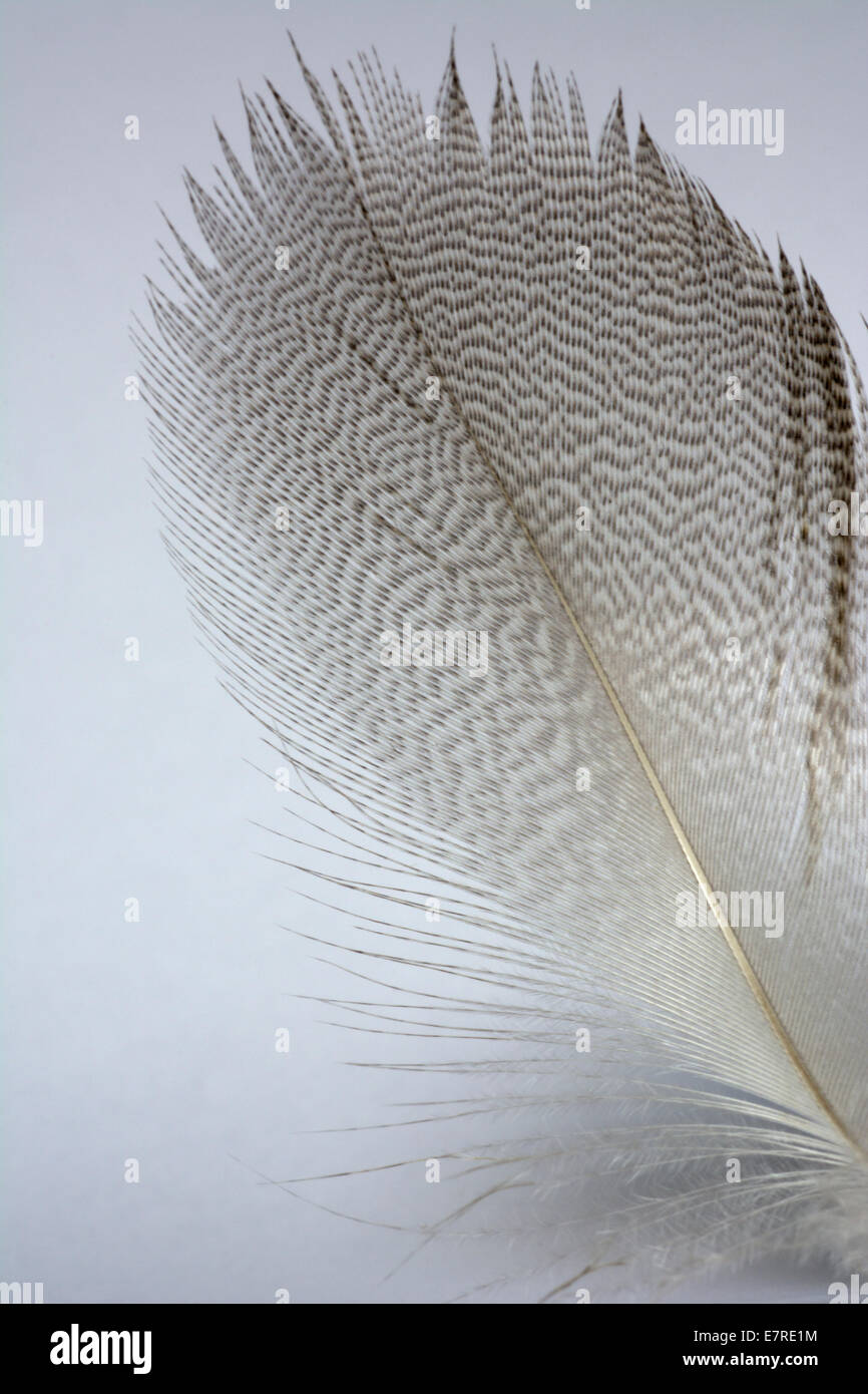 Mottled pigeon hi-res stock photography and images - Alamy