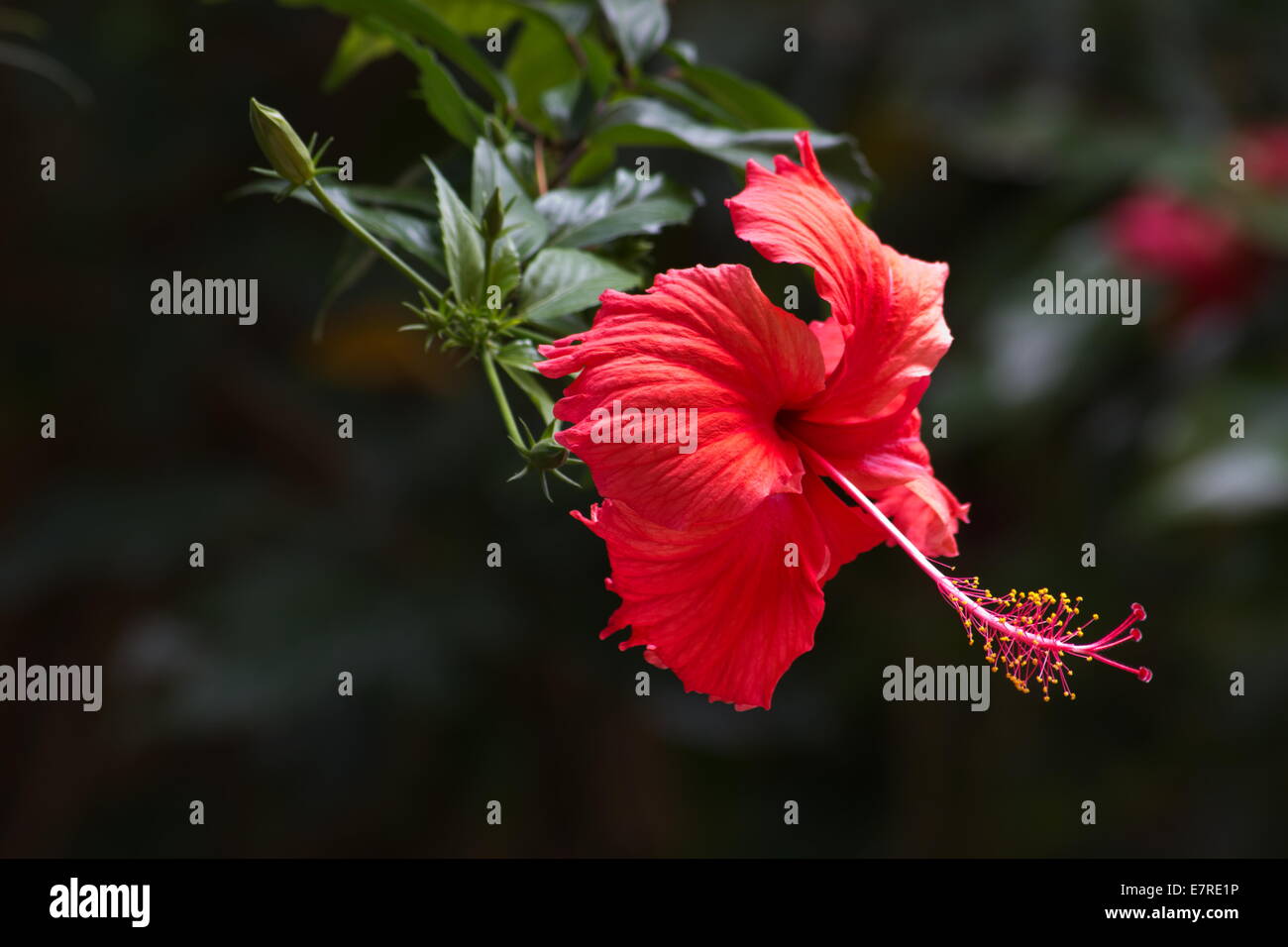 Red hibiscus (Hibiscus rosa-sinensis) hanging off the branch Stock ...