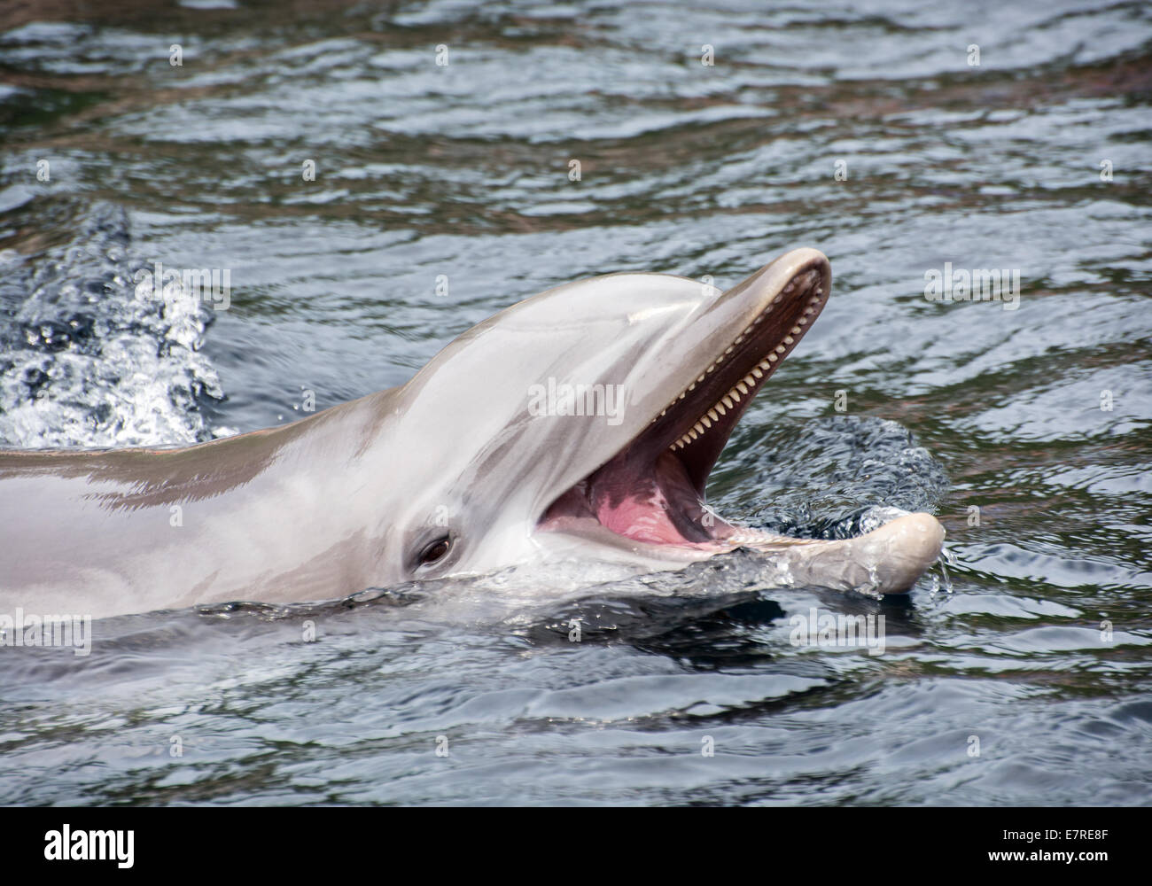 Bottlenose dolphins, the genus Tursiops, are the most common and well ...