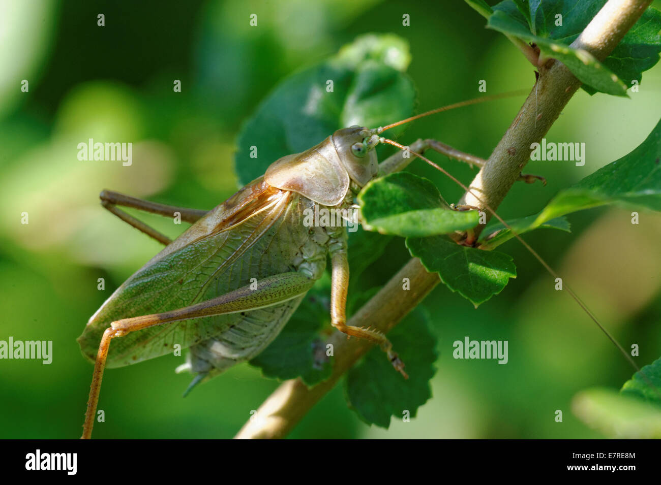 Tettigonia cantans hi-res stock photography and images - Alamy