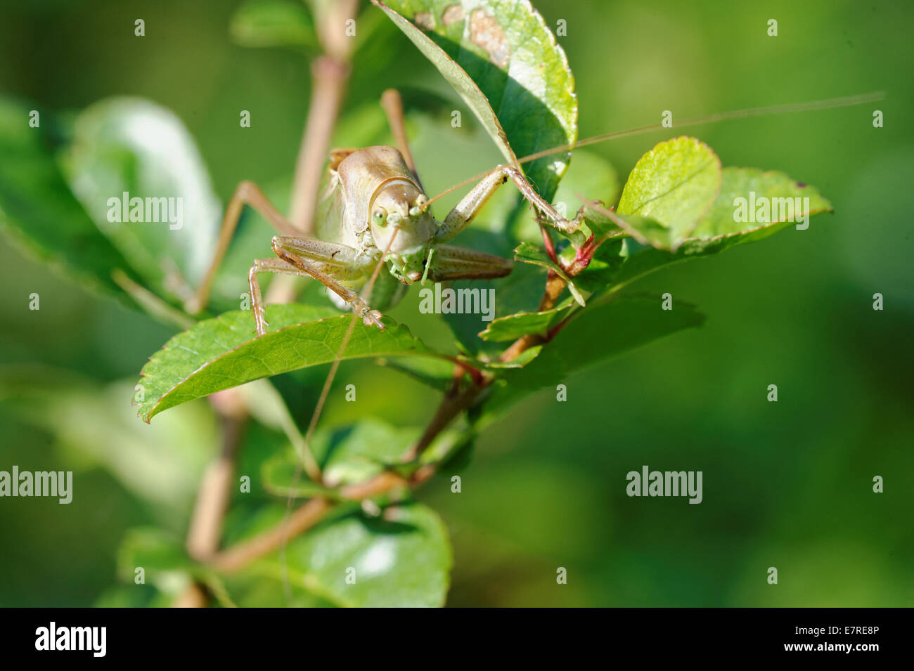 Tettigonia cantans is a species of katydids belonging to the family ...